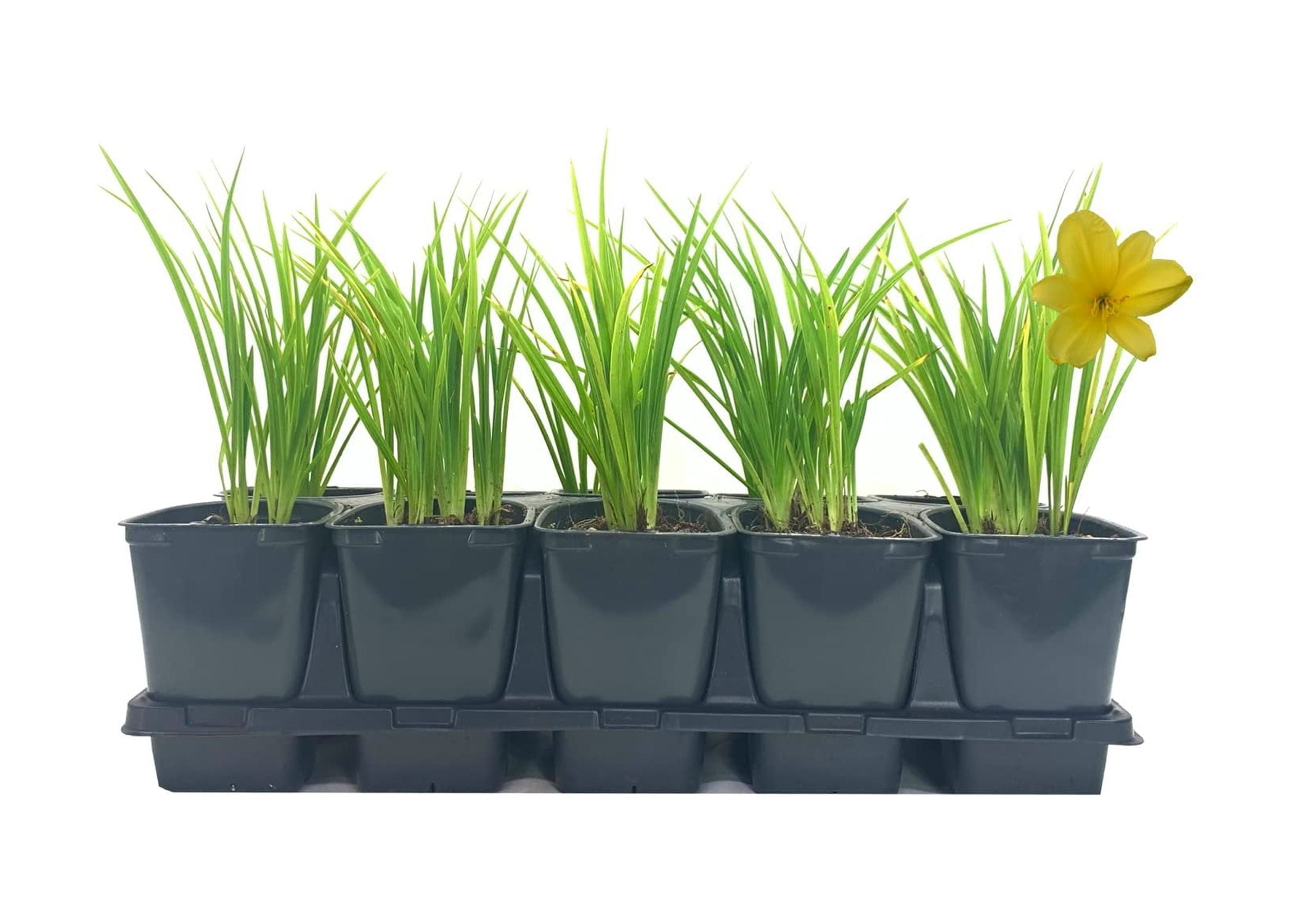 Daylily Yangtze 1 Live 4 Inch Pot Hemerocallis Plants Beautiful Low ...