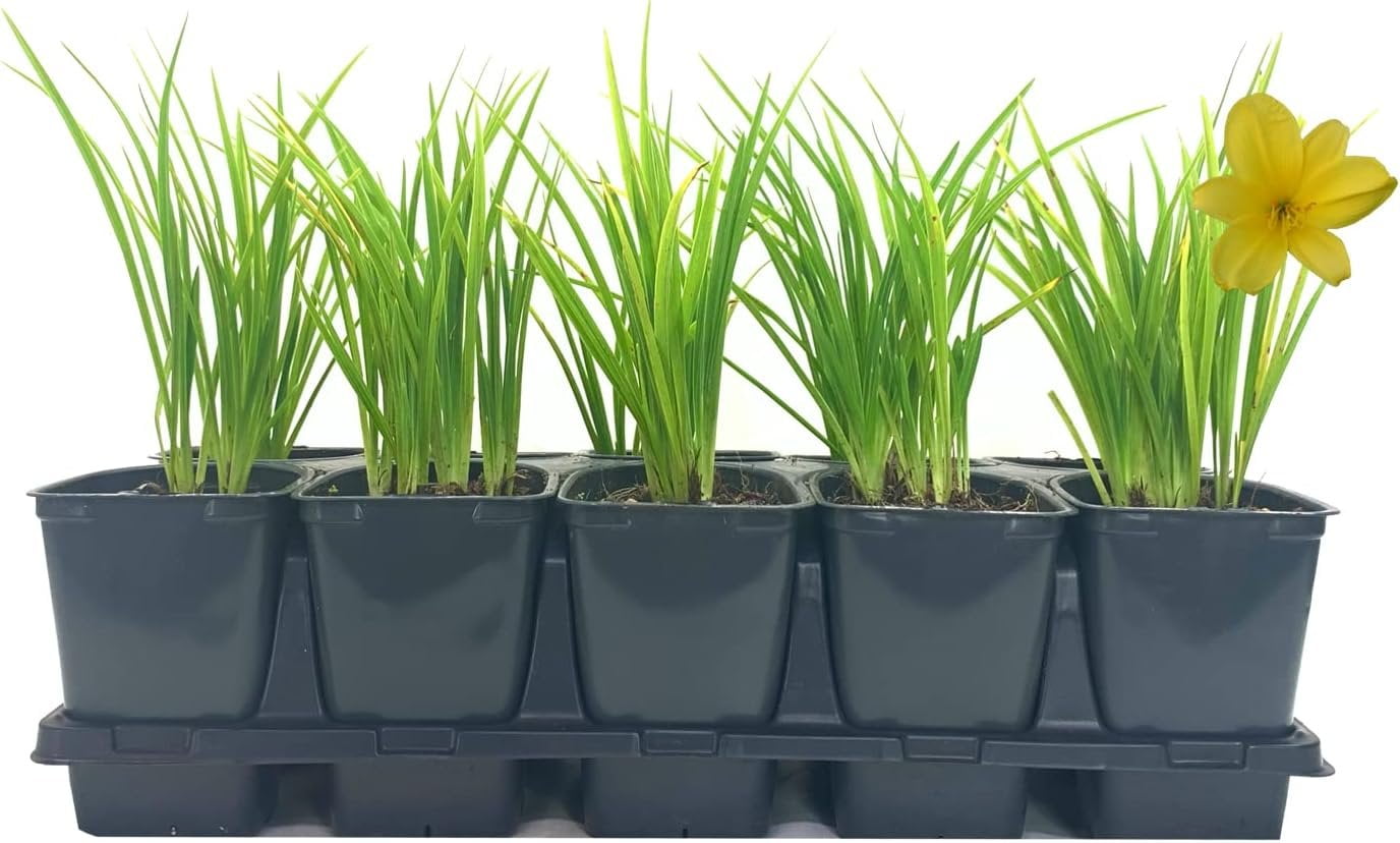 Daylily Yangtze 5 Live 4 Inch Pots Hemerocallis Plants Beautiful Low ...