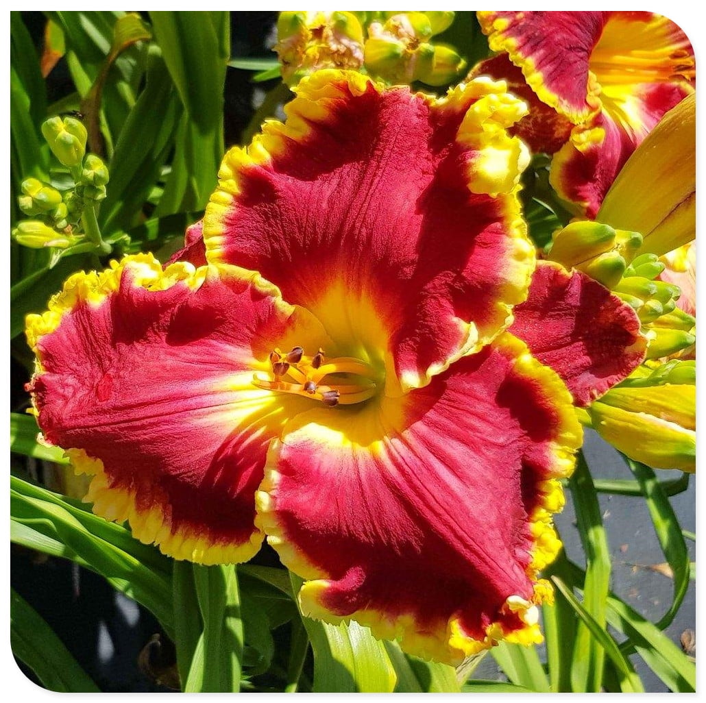 Daylily bulb seeds, daylily rhizomes, professional planting balcony ...