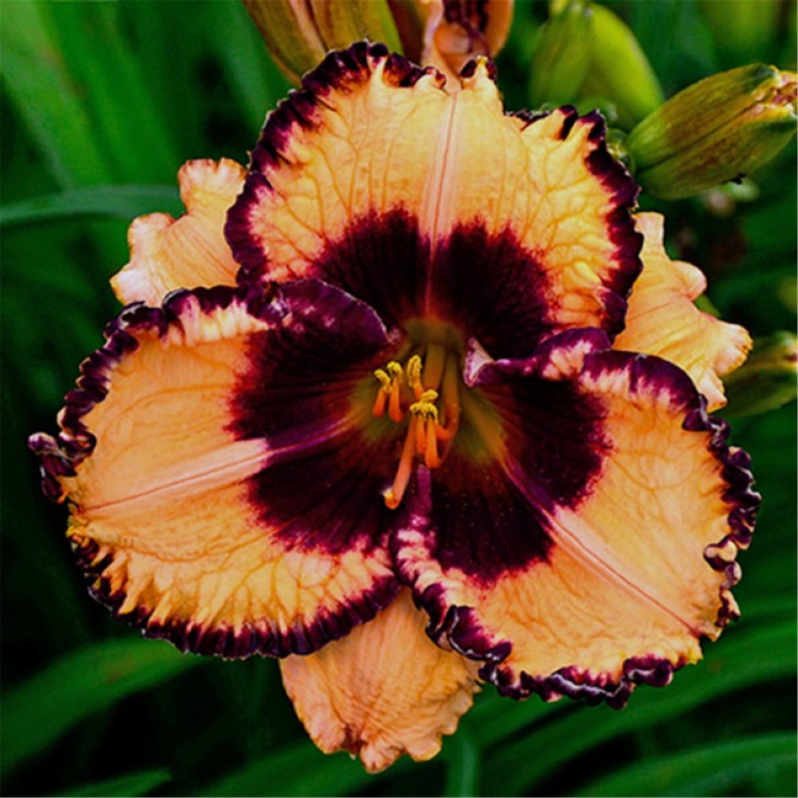 Daylily bulbs,Home Garden Decoration Bright for Planting Perennials for ...