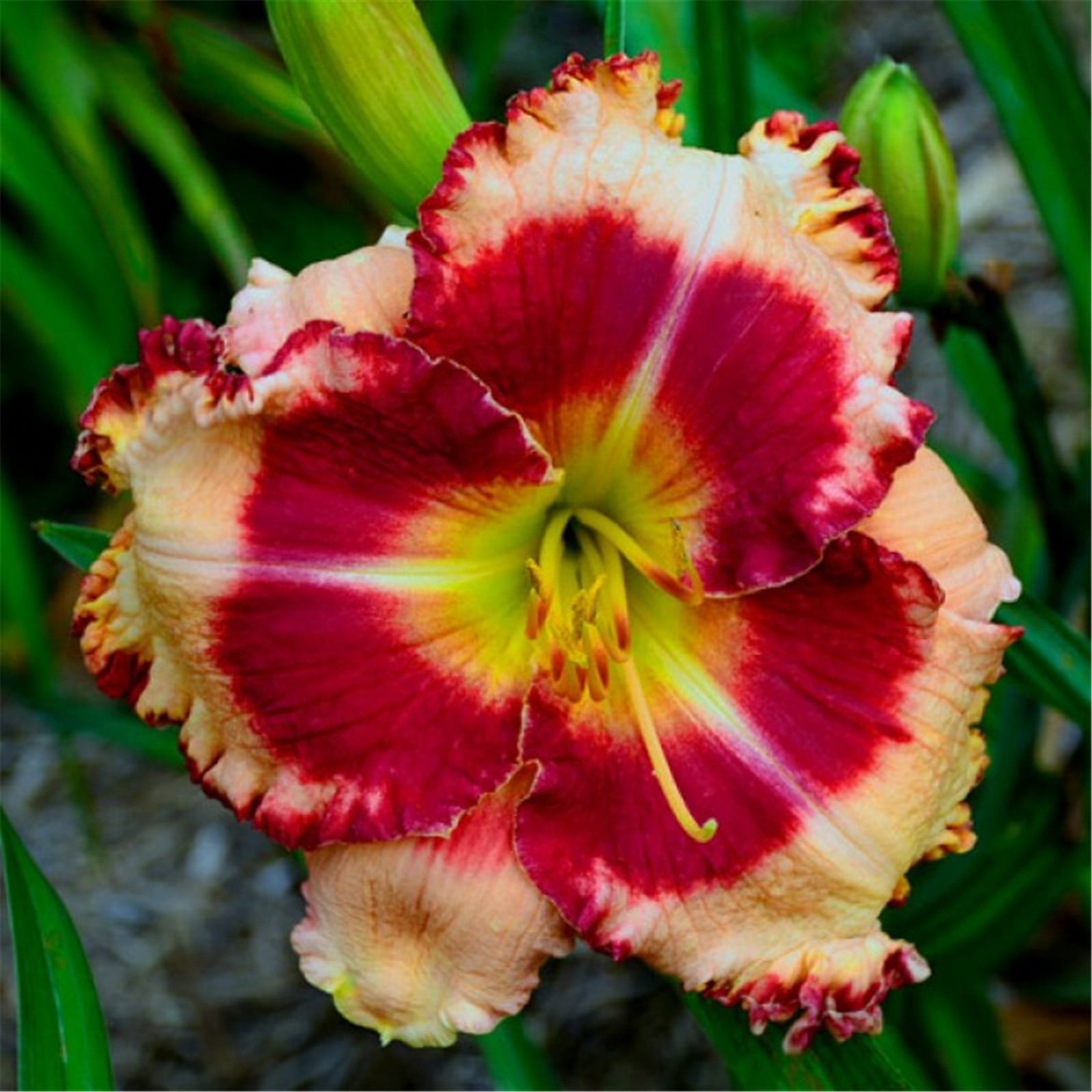 Daylily bulbs,Home Garden Decoration Bright for Planting Perennials for ...