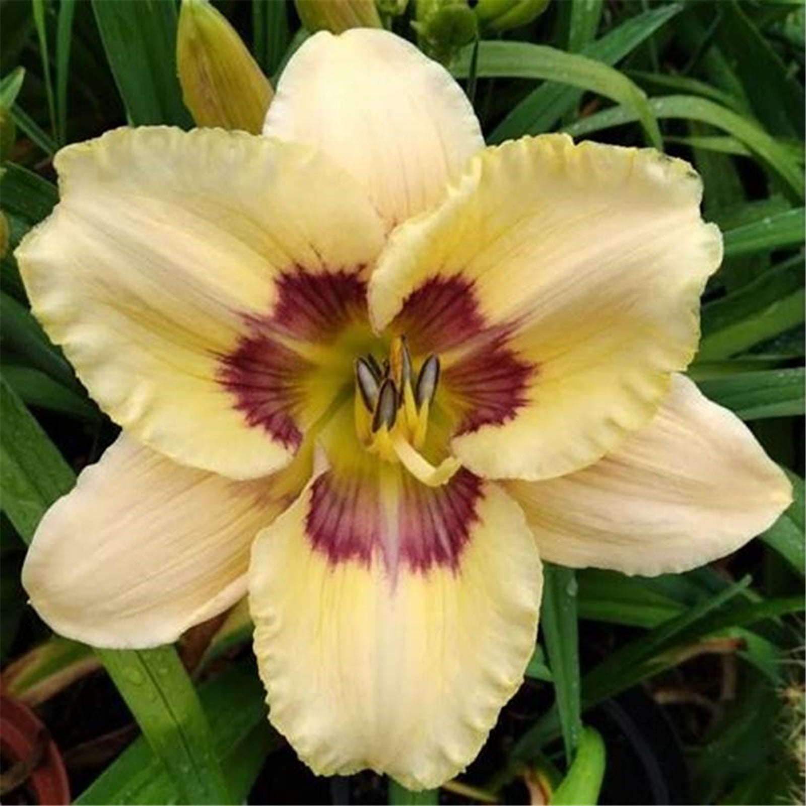 Daylily bulbs,Home Garden Decoration Bright for Planting Perennials for ...