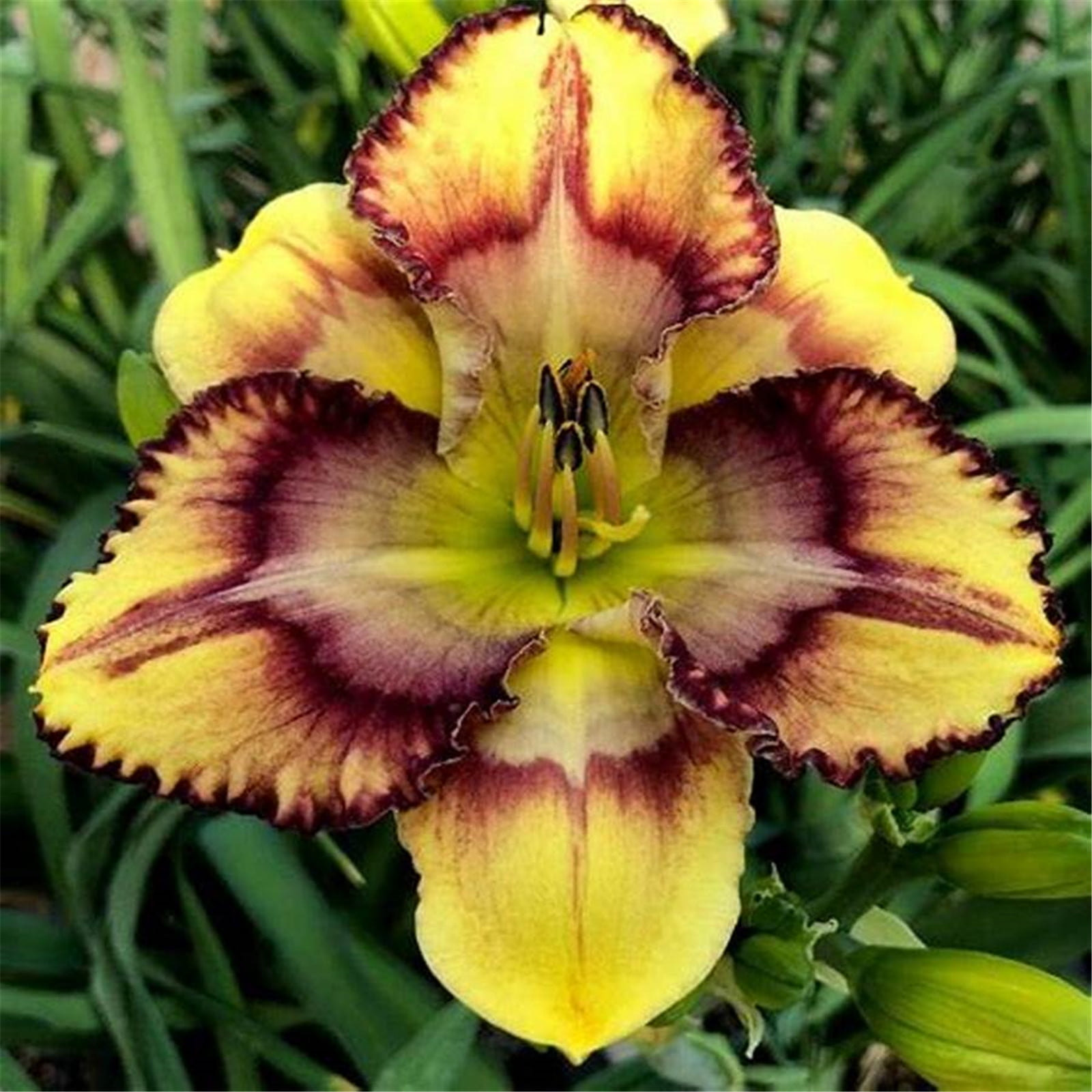 Daylily bulbs,Home Garden Decoration Bright for Planting Perennials for ...