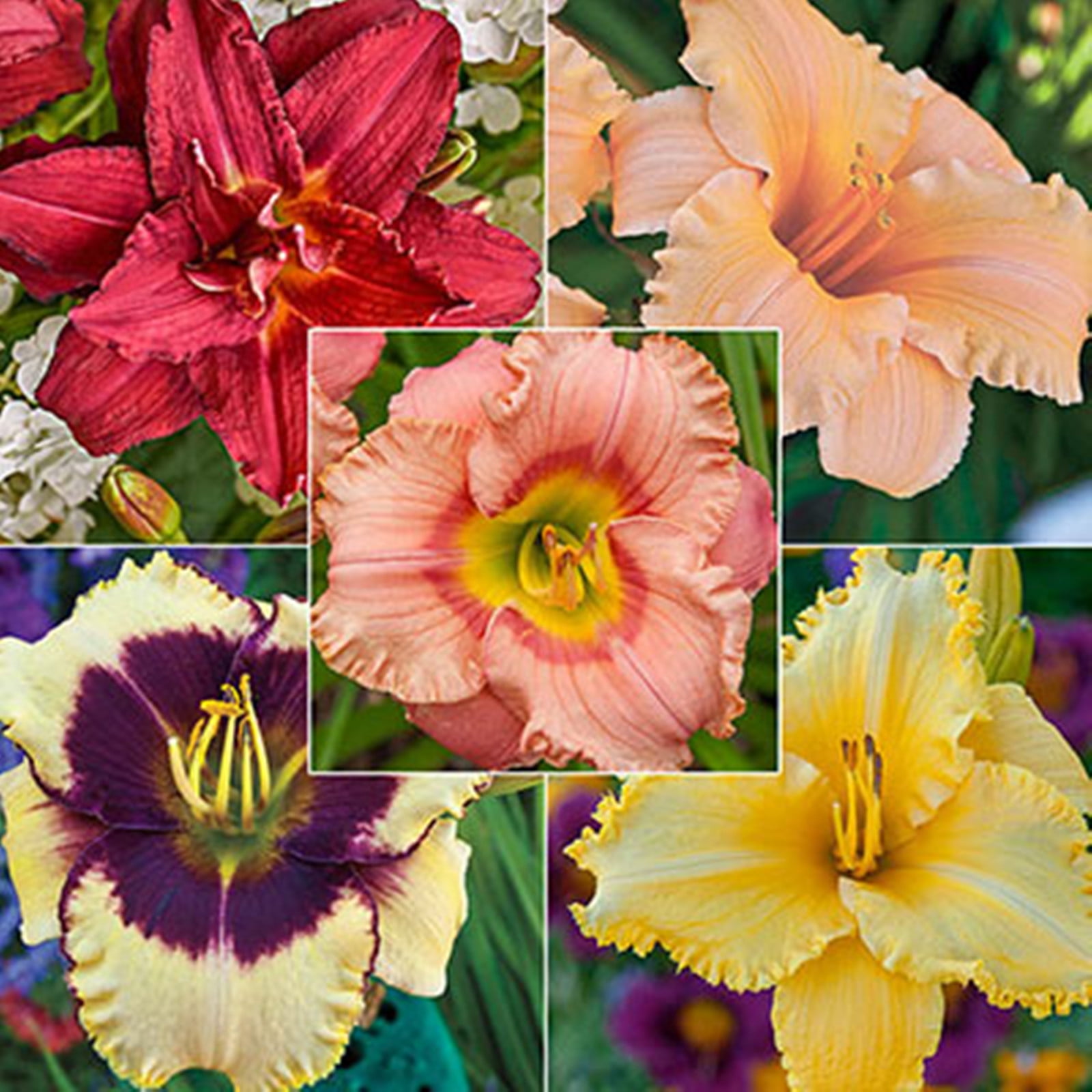Daylily bulbs Plant, Flowering Perennial Starter Plants, Garden Can Be ...