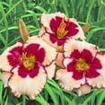 Daylily bulbs Plant, Flowering Perennial Starter Plants, Garden Can Be ...