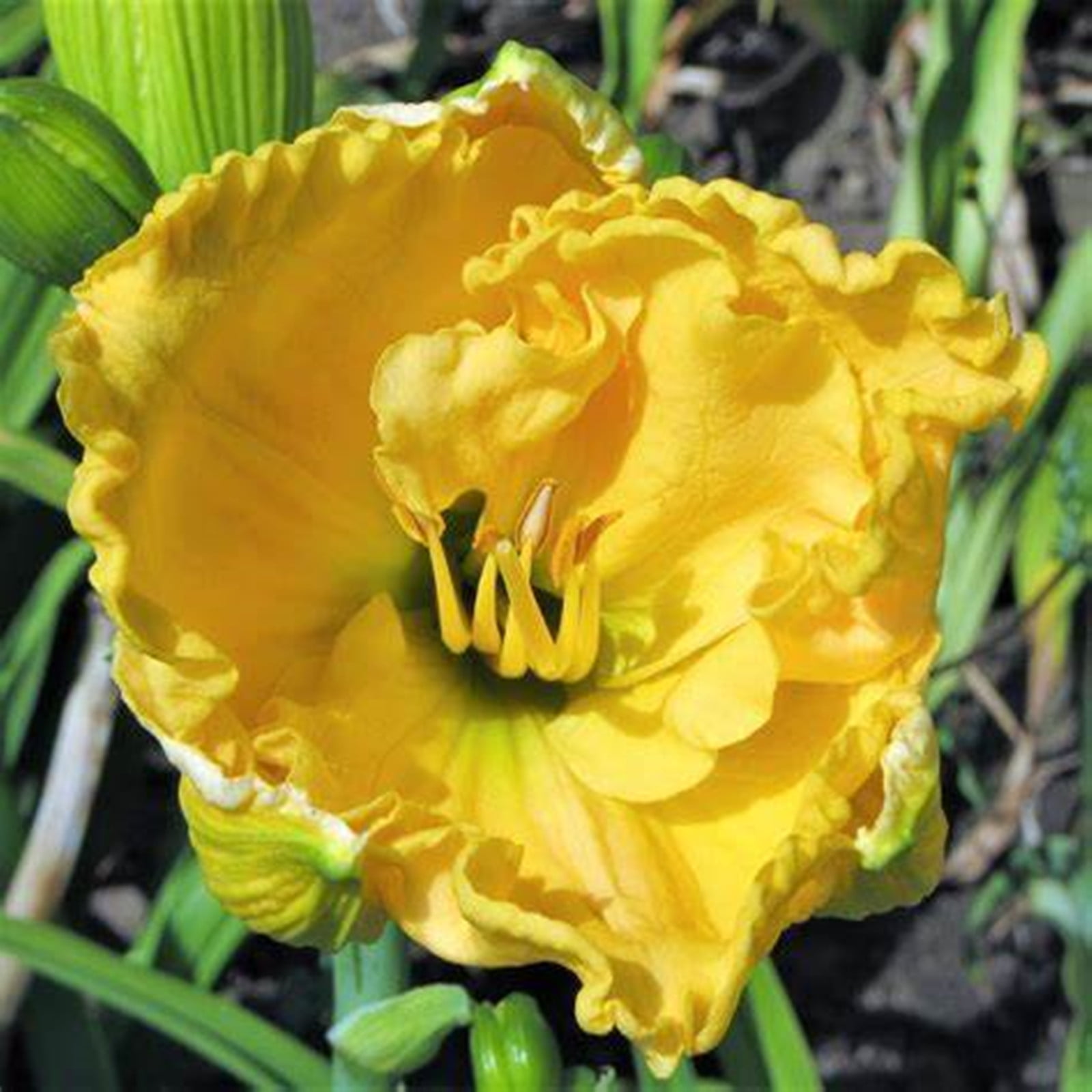Daylily bulbs Plant, Flowering Perennial Starter Plants, Garden Can Be ...