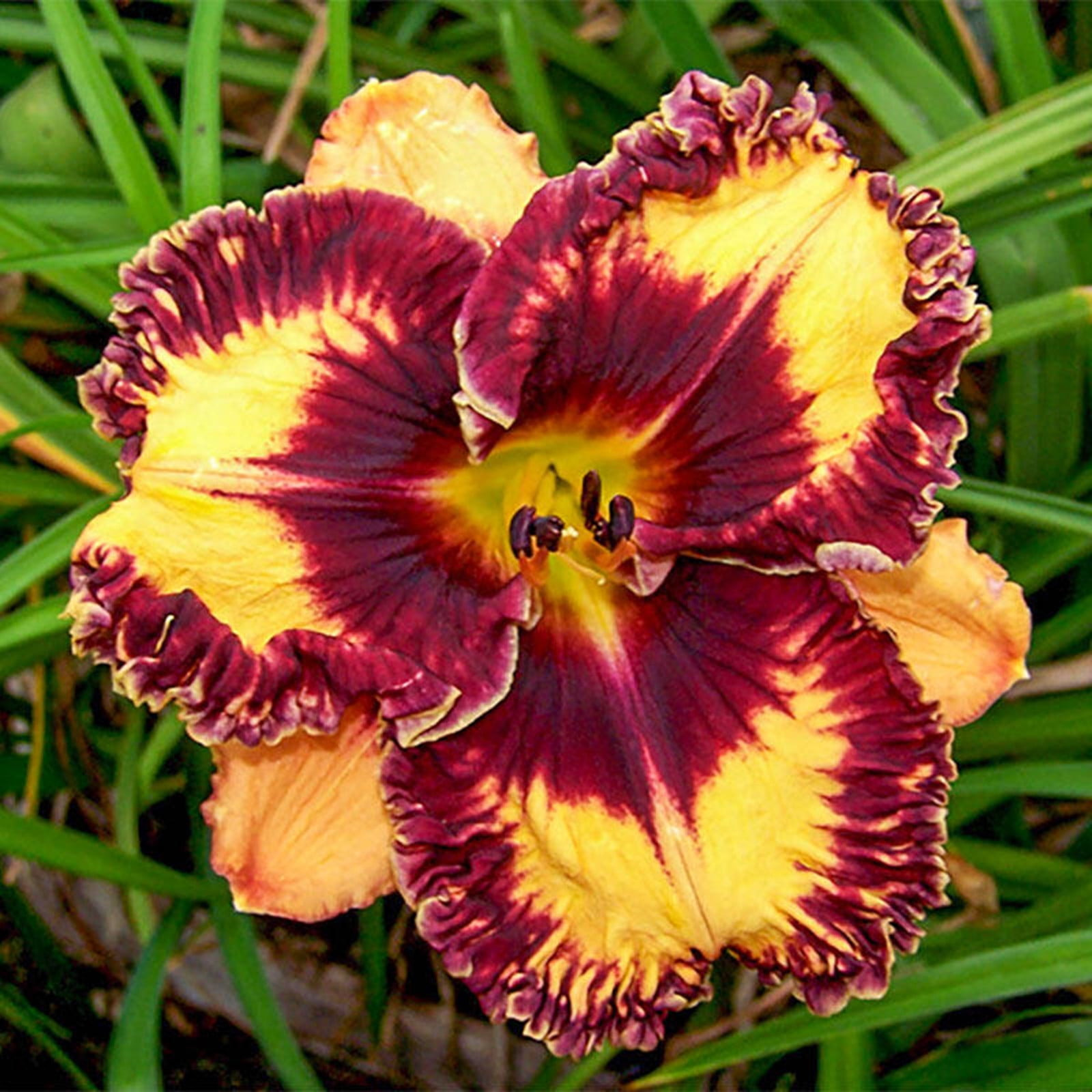 Daylily bulbs Plant, Flowering Perennial Starter Plants, Garden Can Be ...