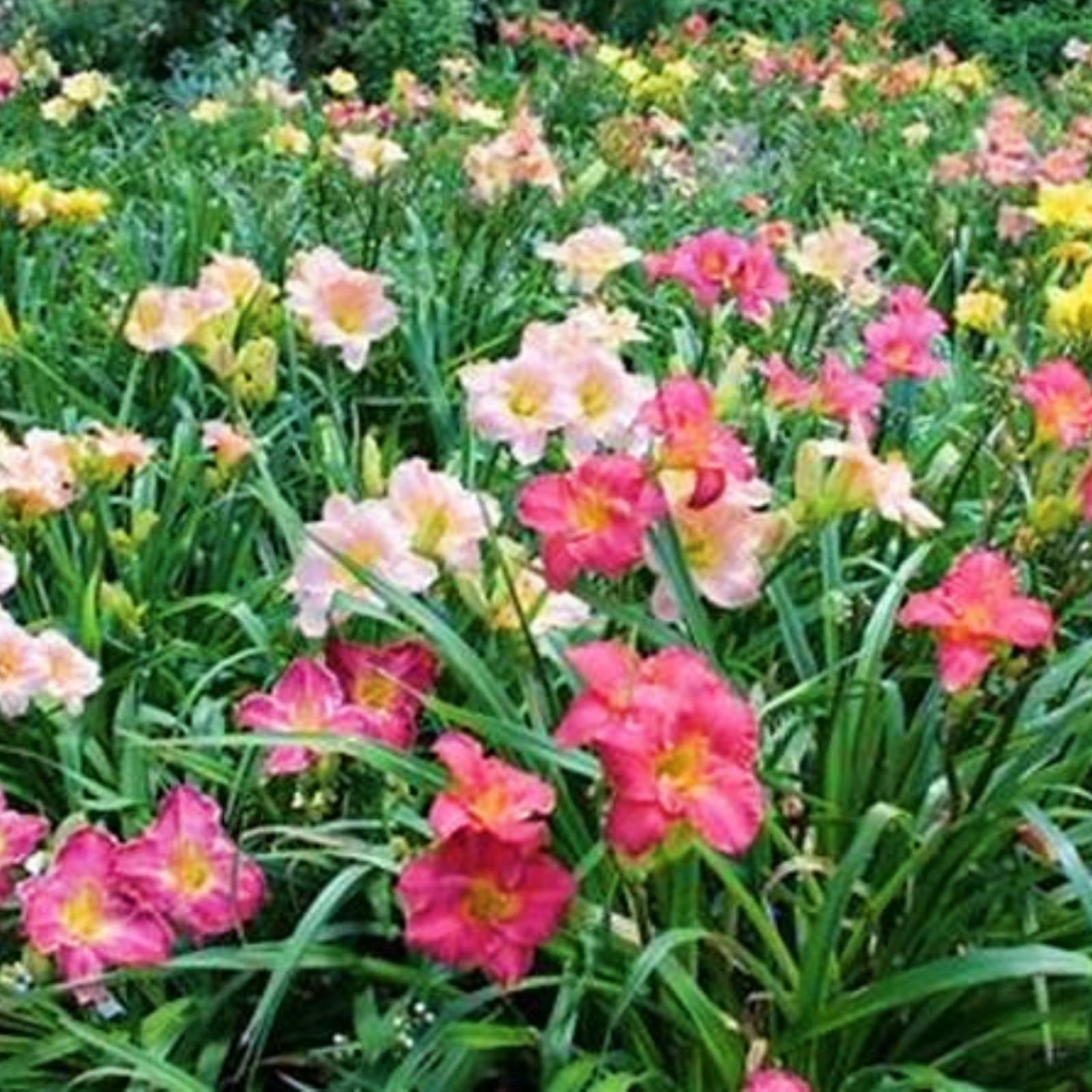 Daylily bulbs for planting perennial,daylily bulbs bulk,daylily plants ...