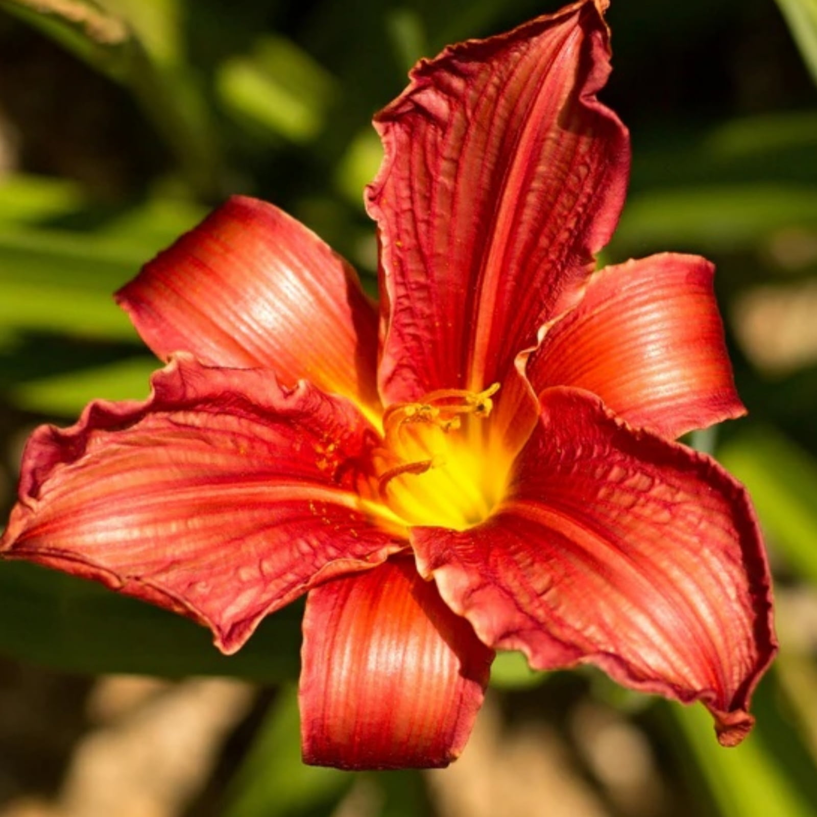 Daylily bulbs, perennial, easy to plant, beautify the environment ...