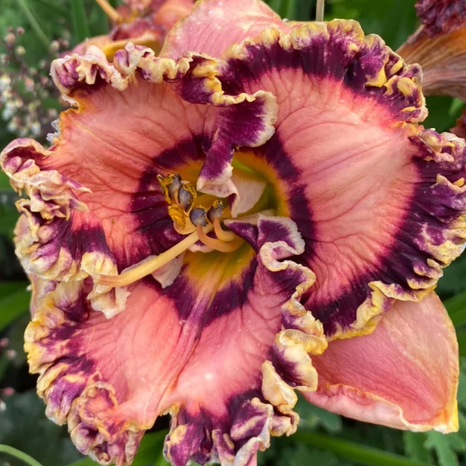 Daylily plant, garden planting, beautiful ornamental flower - Walmart.com