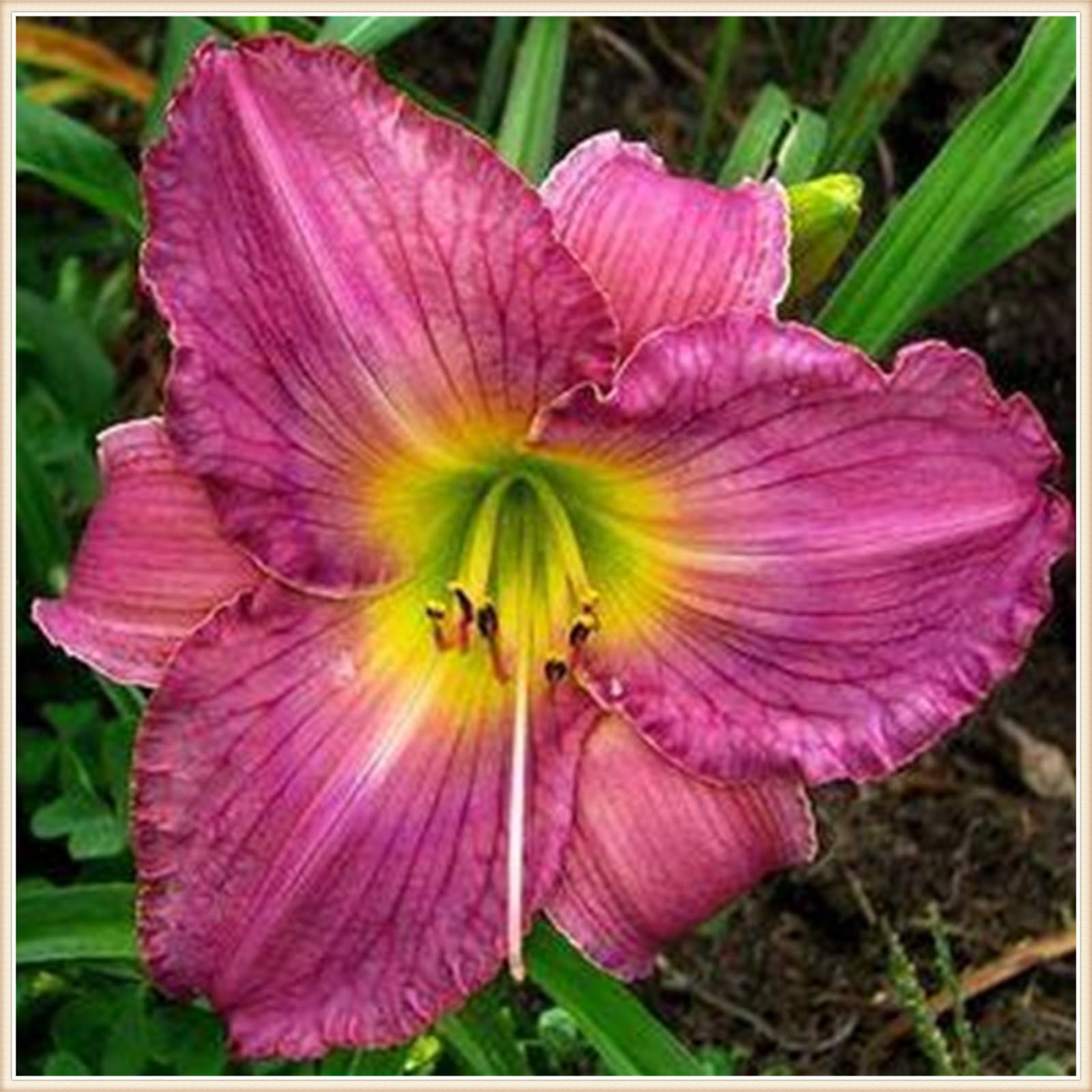 Daylily plants live daylily bulbs bulk Professional Planting Garden ...