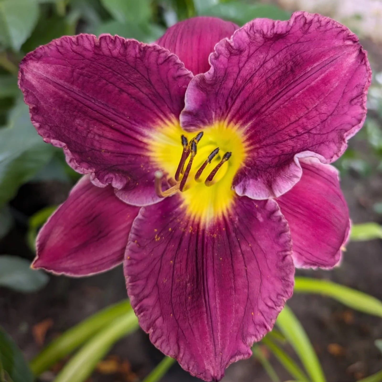 Daylily seeds, daylily rhizomes, daylily bulbs, fast growth, easy to ...