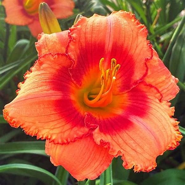 Daylily seeds, daylily rhizomes, daylily bulbs, fast growth, easy to ...