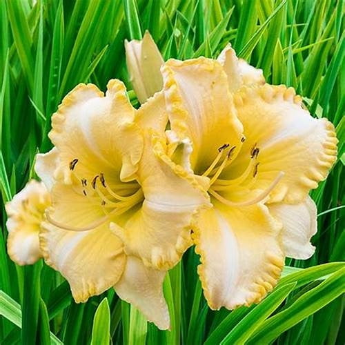 Daylily seeds, daylily rhizomes, daylily bulbs, fast growth, easy to ...