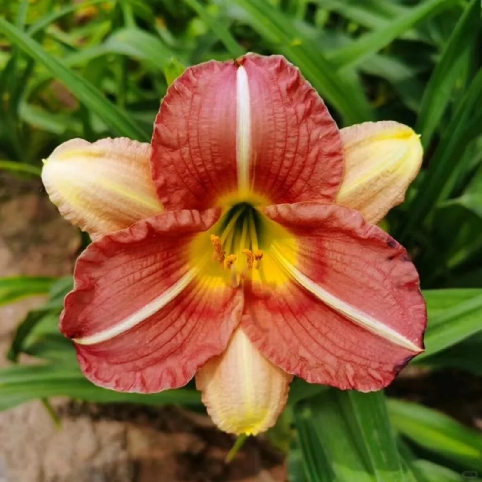 Daylily seeds, daylily rhizomes, daylily bulbs, fast growth, easy to ...