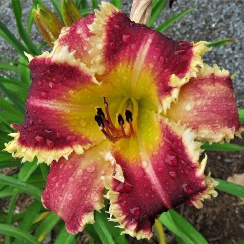 Daylily seeds, daylily rhizomes, daylily bulbs, fast growth, easy to ...