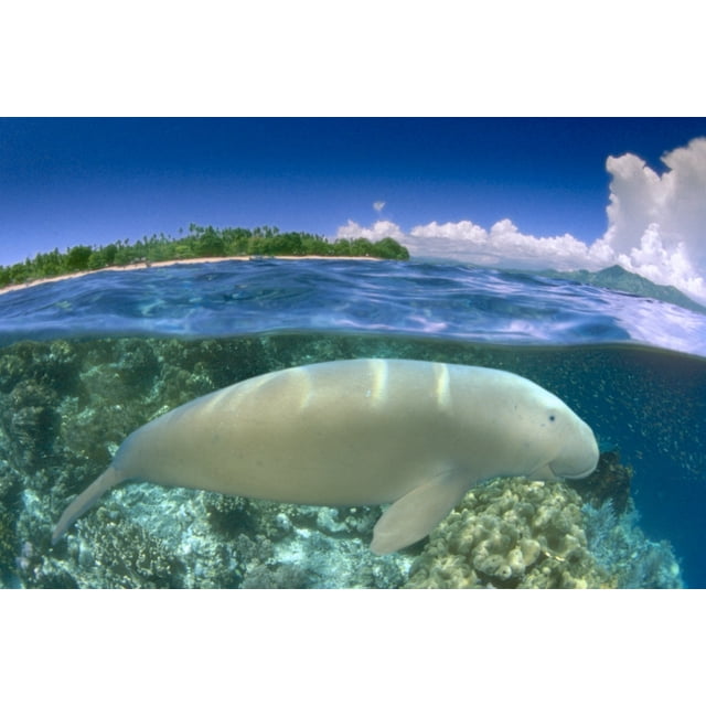 [Dc] Indonesia, Over/Under Dugong (Dugong Dugon) Close-Up, Blue Skies ...