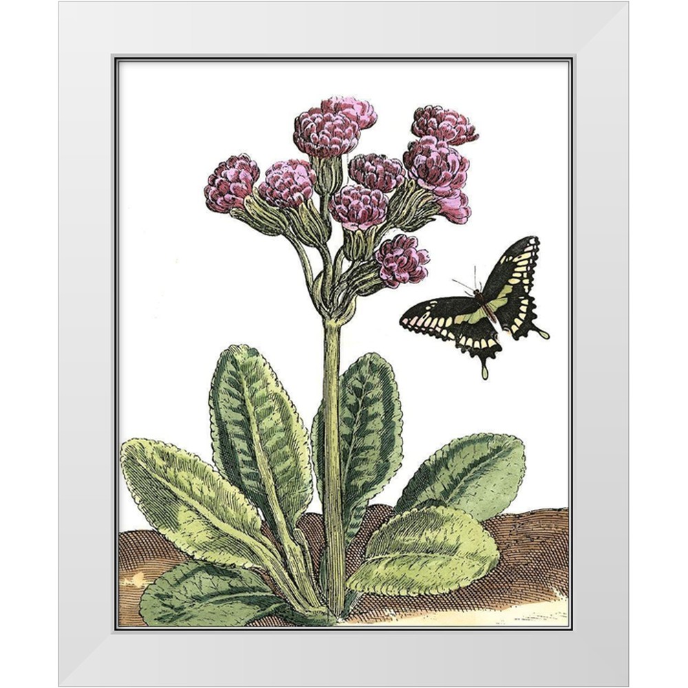 De Bry, Johann 26x32 White Modern Wood Framed Museum Art Print Titled ...