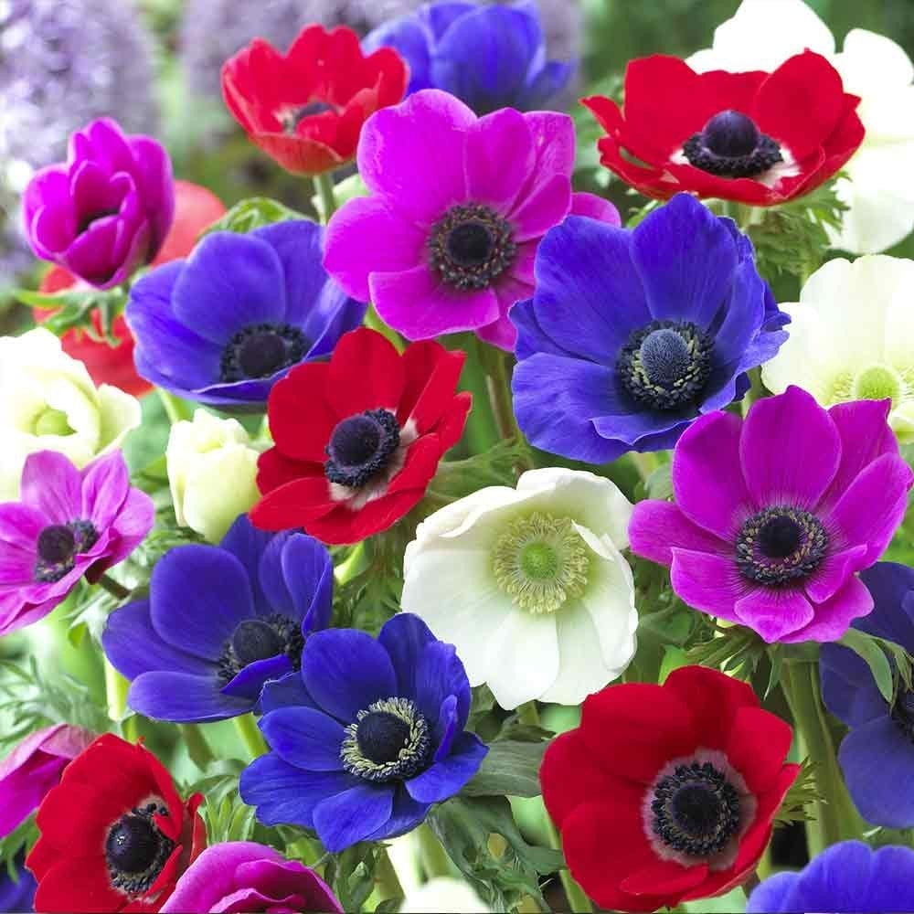 Anemone De Caen Windflowers Bulbs, Hardy Mix, White, Pink, Red and Blue ...