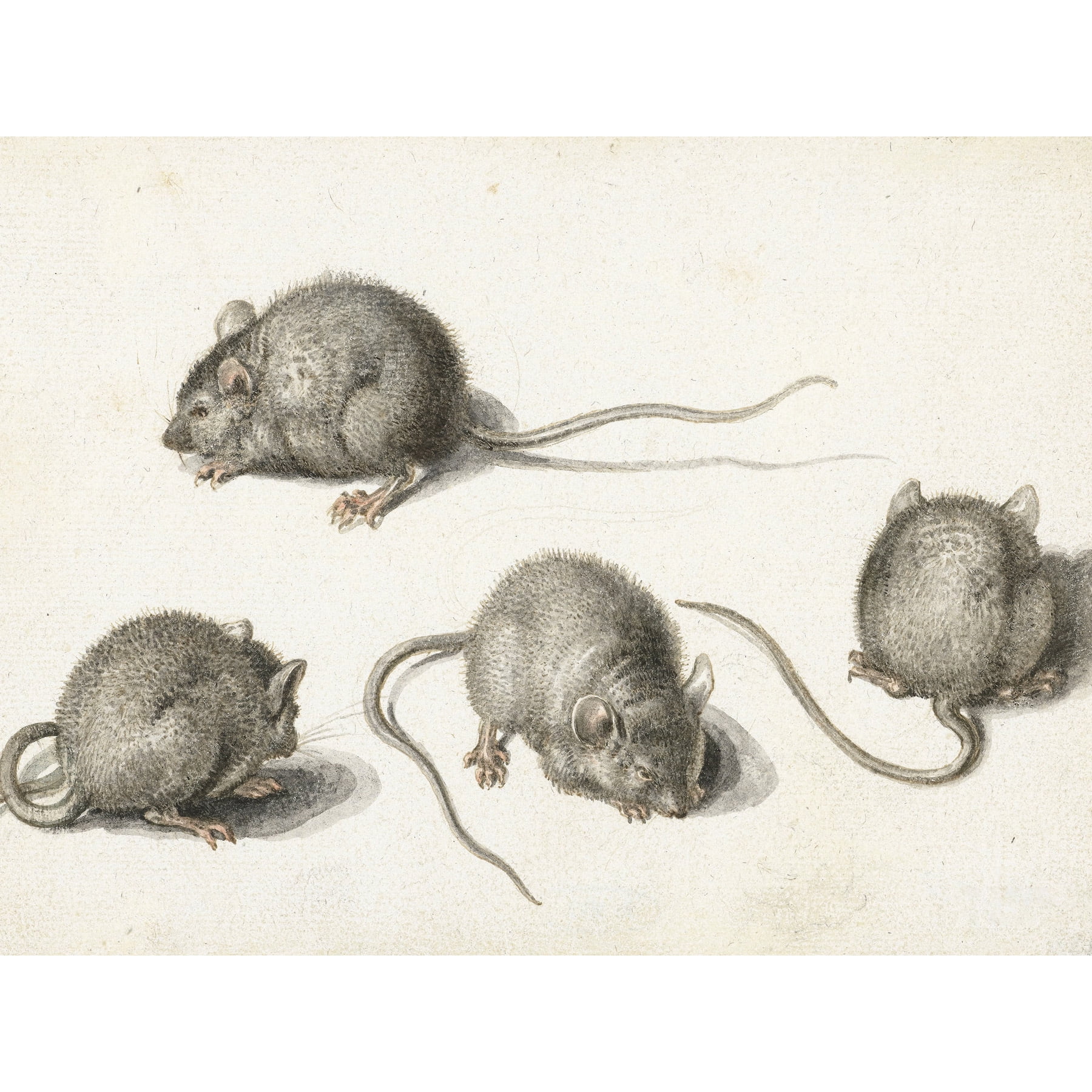De Gheyn Four Studies Of A Diseased Mouse Painting Extra Large XL Wall ...