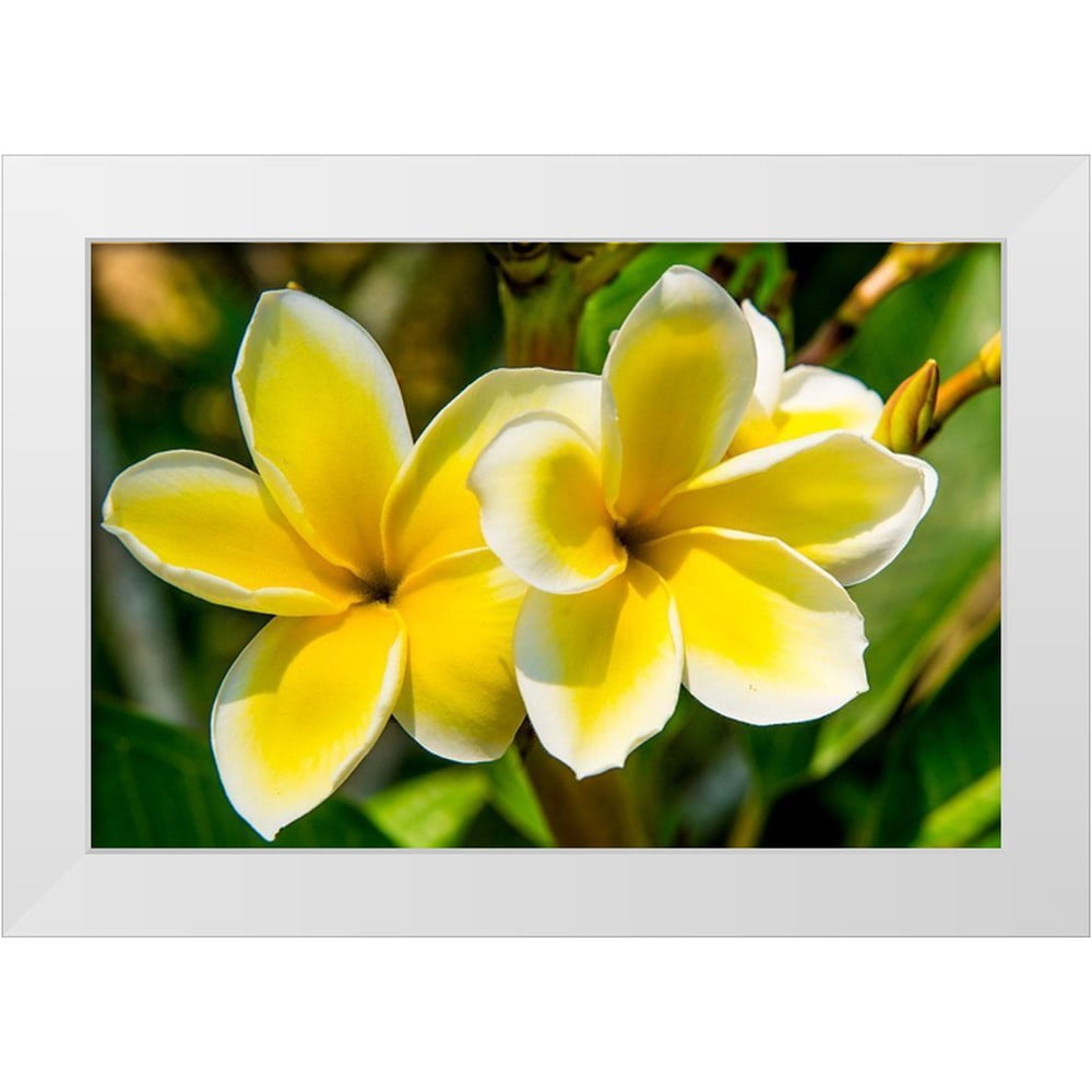 DeFreitas, Michael 18x13 White Modern Wood Framed Museum Art Print ...