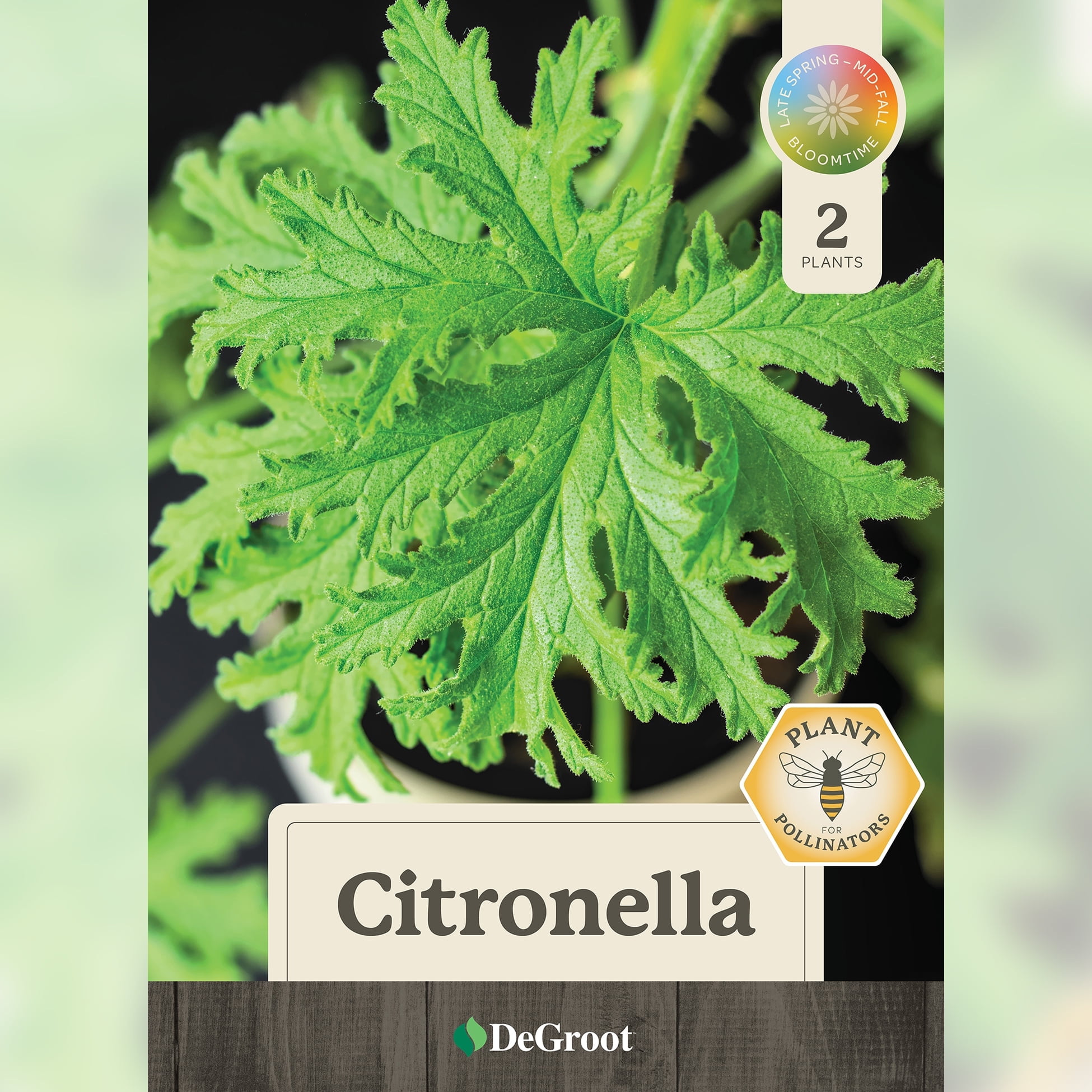 DeGroot Citronella 2" Citronella Live Plants in 2" Pots (2 Count ...