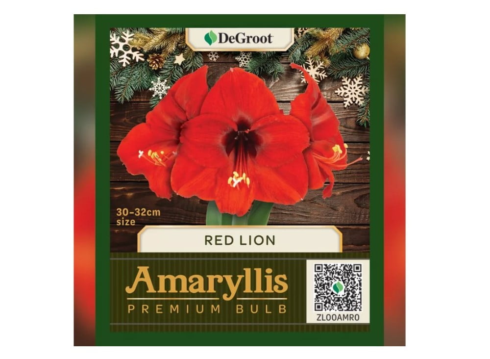 DeGroot DGFA0200 Premium Amaryllis 'Red Lion' Flower Bulb - Walmart.com