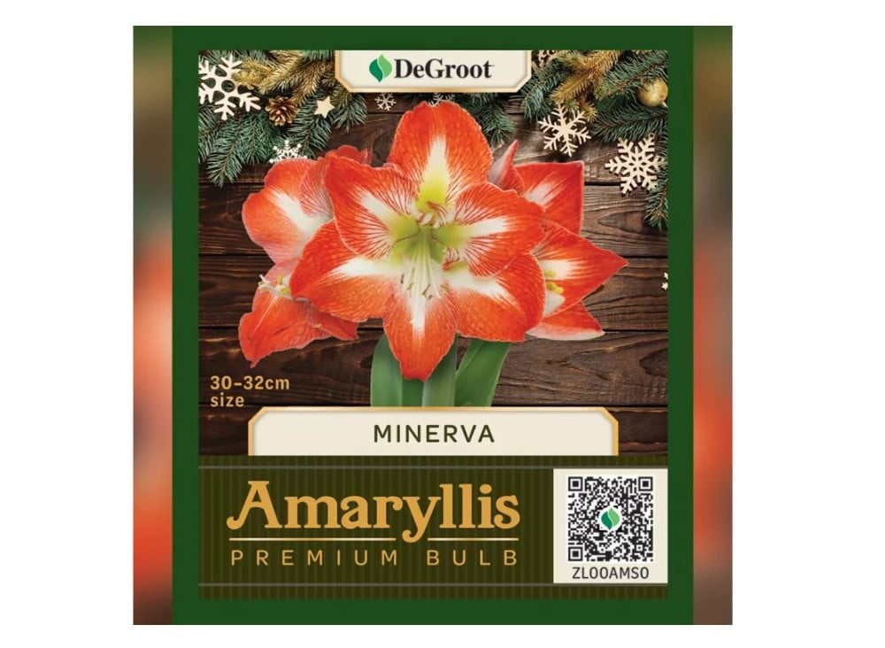 DeGroot DGFA0300 Premium Amaryllis 'Minerva' Flower Bulb - Walmart.com