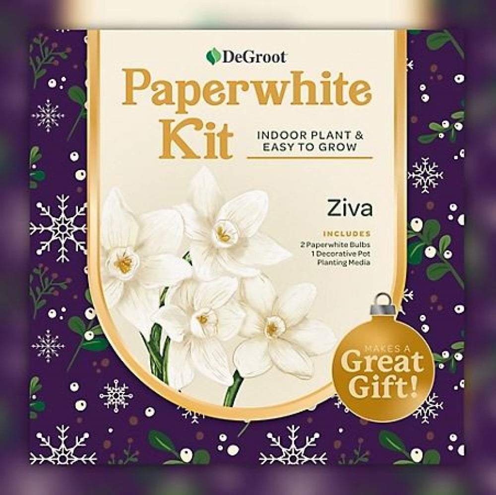 DeGroot TSAP02PW Paperwhite Flowering Indoor Plant Gift Kit - Walmart.com