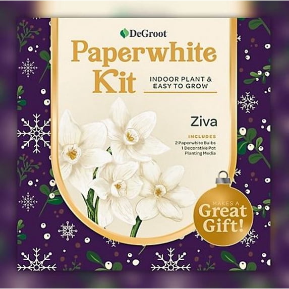 DeGroot TSAP02PW Paperwhite Flowering Indoor Plant Gift Kit - Walmart.com