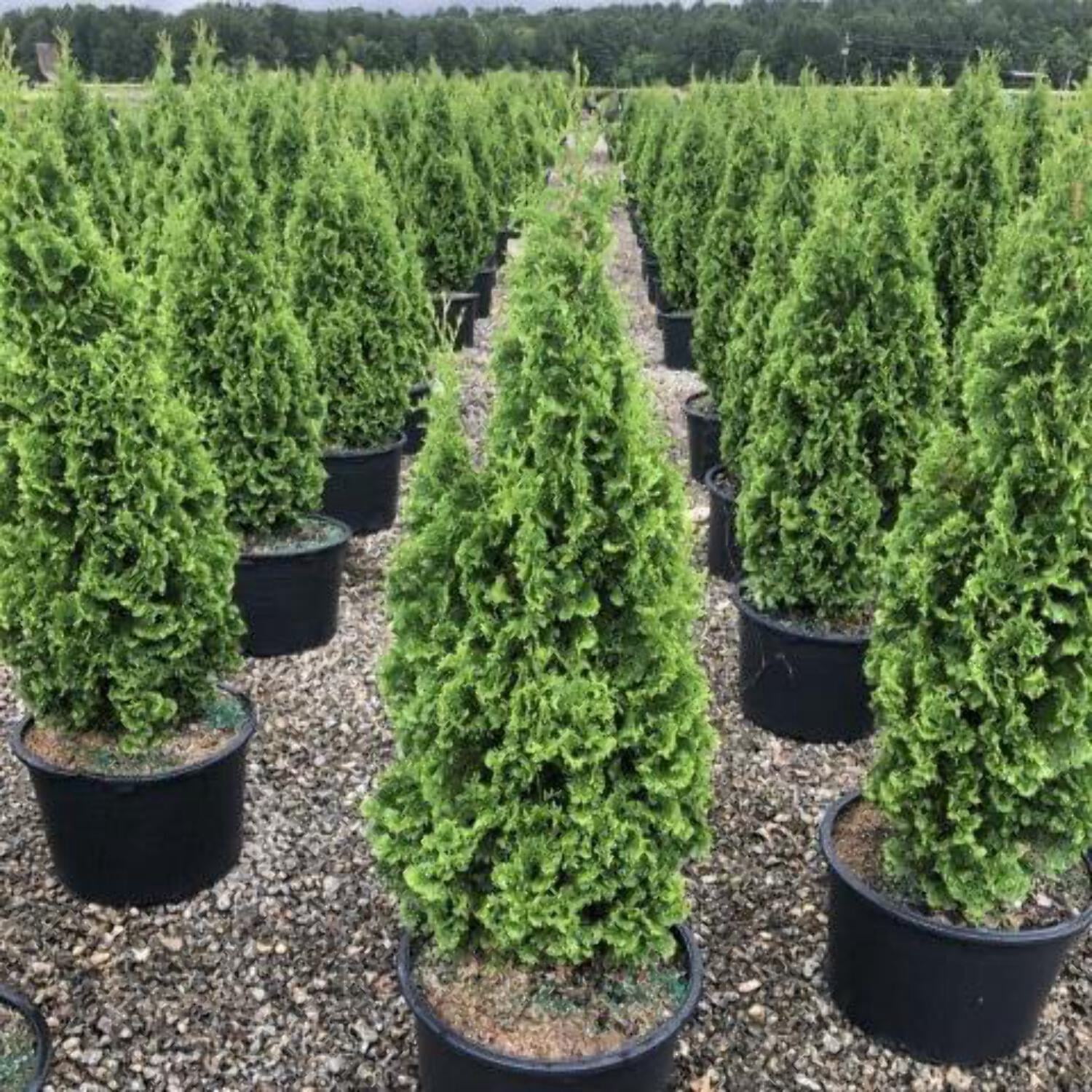 DeGroot's Spire Arborvitae - 3 Gallon Pot - Walmart.com