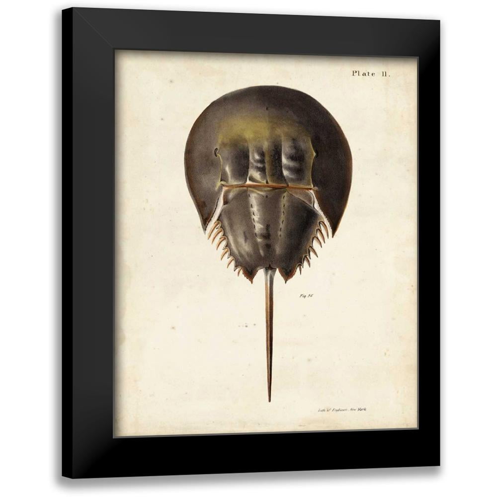 DeKay 15x18 Black Modern Framed Museum Art Print Titled - Vintage ...