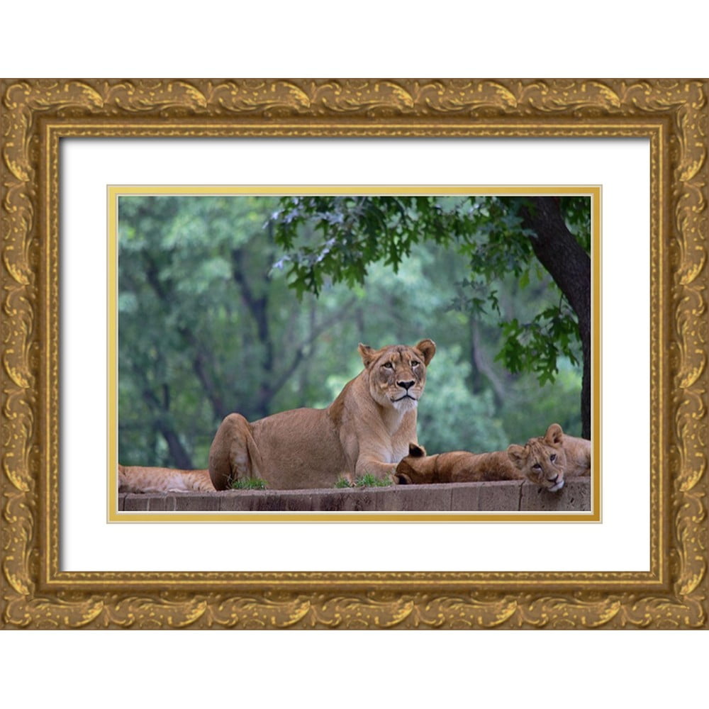 DeLuca, Pat 24x17 Gold Ornate Wood Framed with Double Matting Museum ...