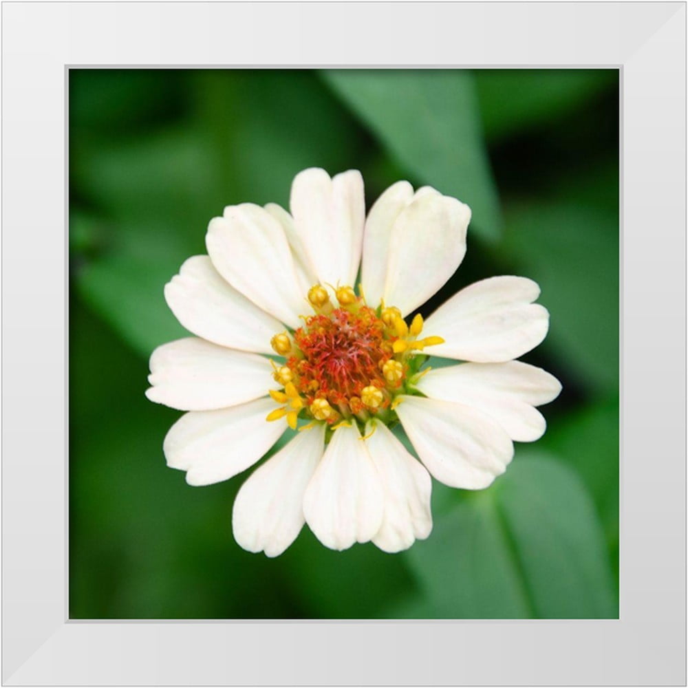 DeNardo, Laura 12x12 White Modern Wood Framed Museum Art Print Titled - Cropped Garden Flowers I ...