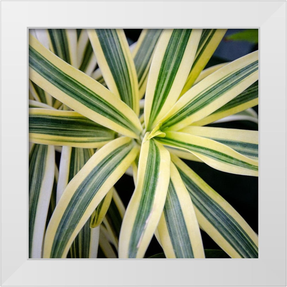 DeNardo, Laura 12x12 White Modern Wood Framed Museum Art Print Titled ...