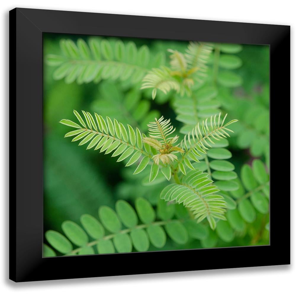DeNardo, Laura 15x15 Black Modern Framed Museum Art Print Titled ...
