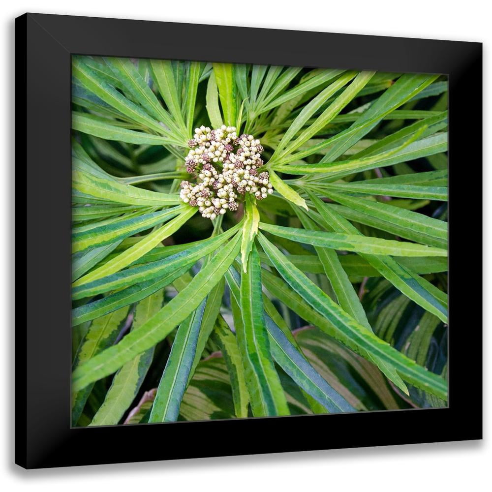 DeNardo, Laura 20x20 Black Modern Framed Museum Art Print Titled ...