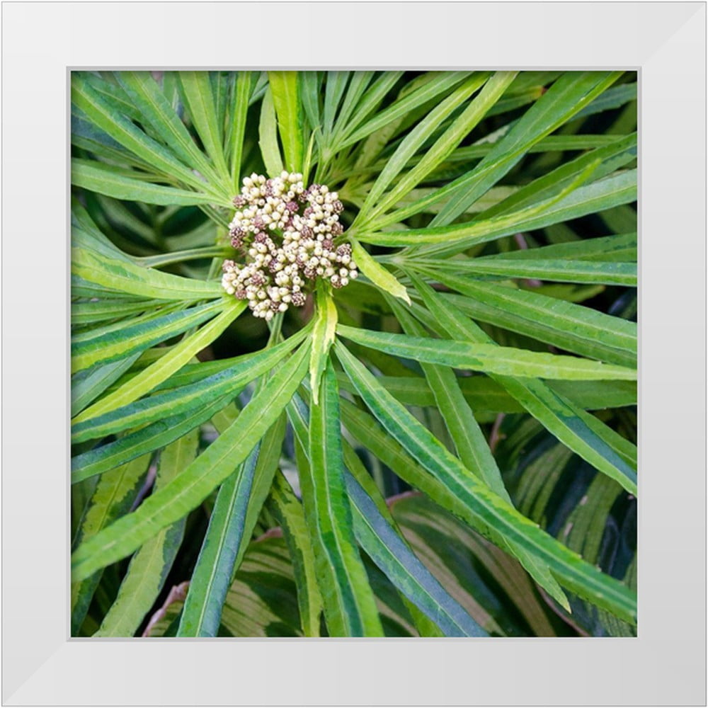 DeNardo, Laura 20x20 White Modern Wood Framed Museum Art Print Titled ...