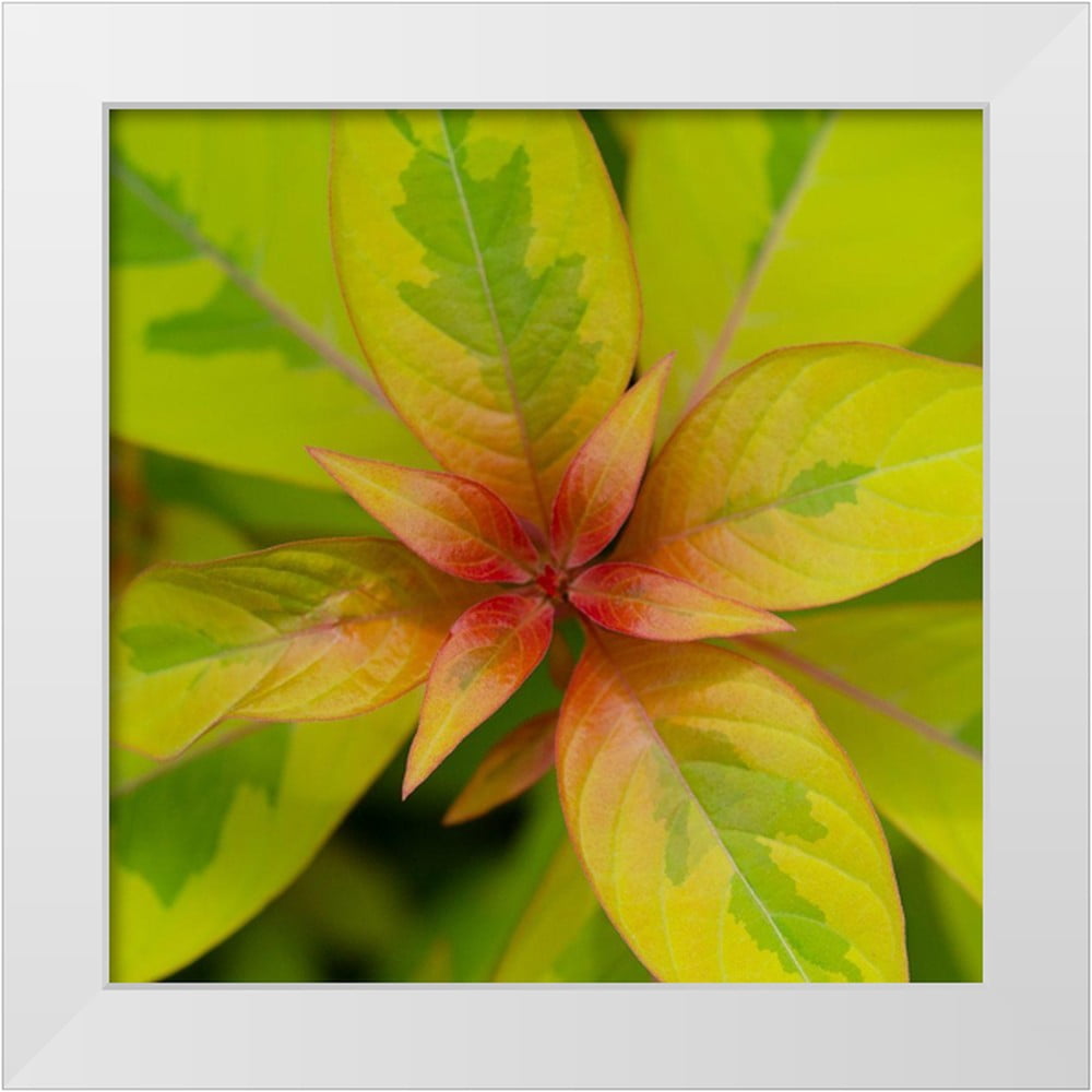 DeNardo, Laura 26x26 White Modern Wood Framed Museum Art Print Titled ...