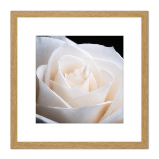 DeSousa White Rose Flower Photo 8X8 Inch Square Wooden Framed Wall Art ...