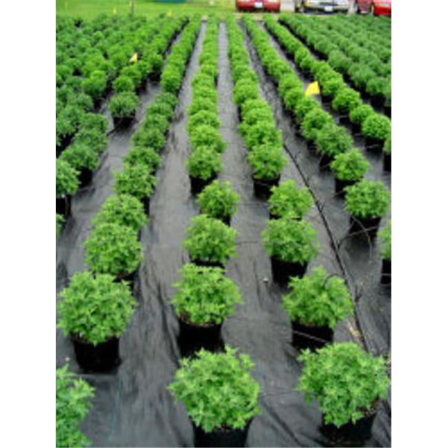 DeWitt 6 ft. x 300 ft. Bulk Roll Sunbelt Ground Cover - Walmart.com
