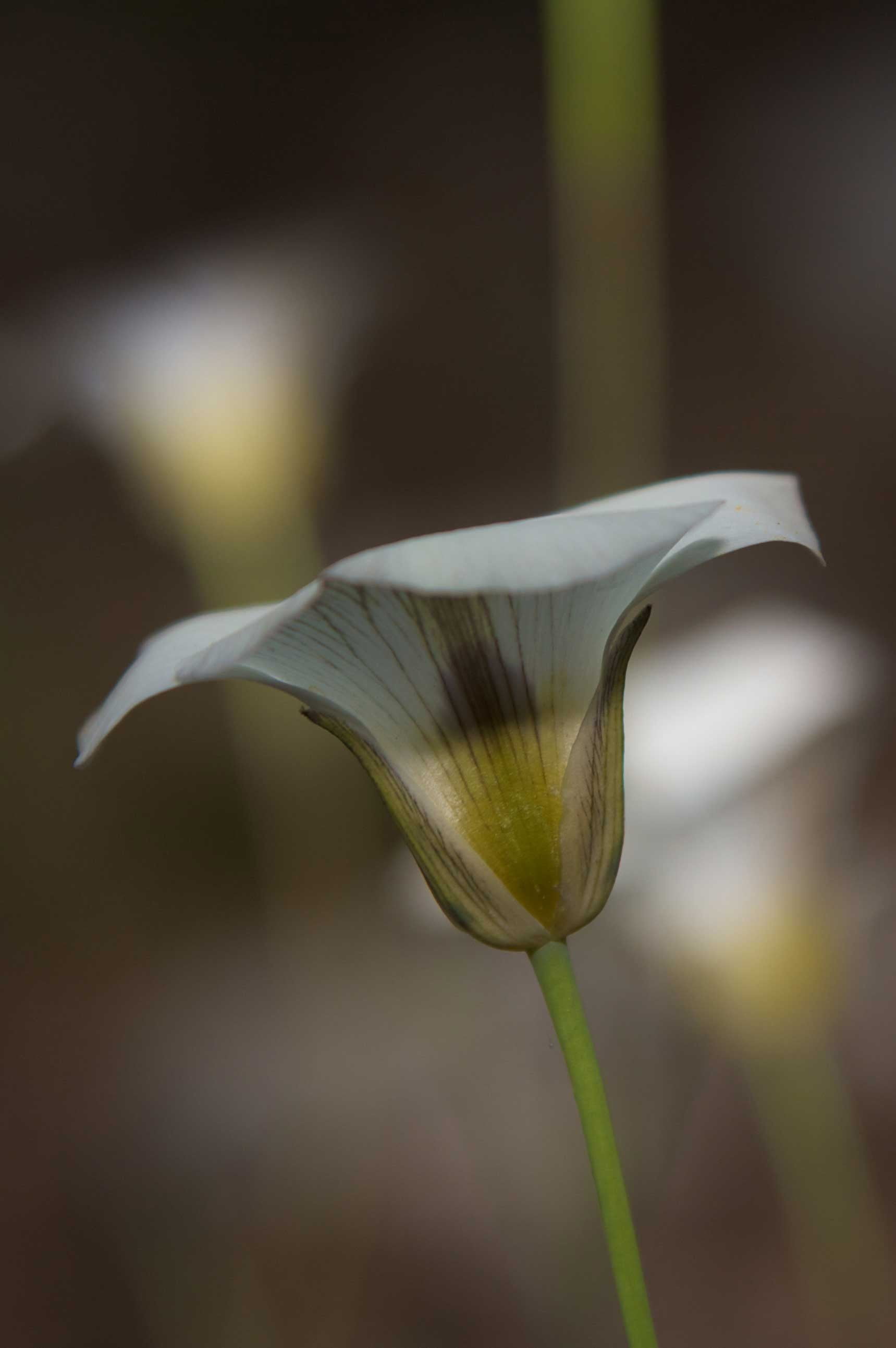 DeWitt Flower III Glossy Poster - Walmart.com