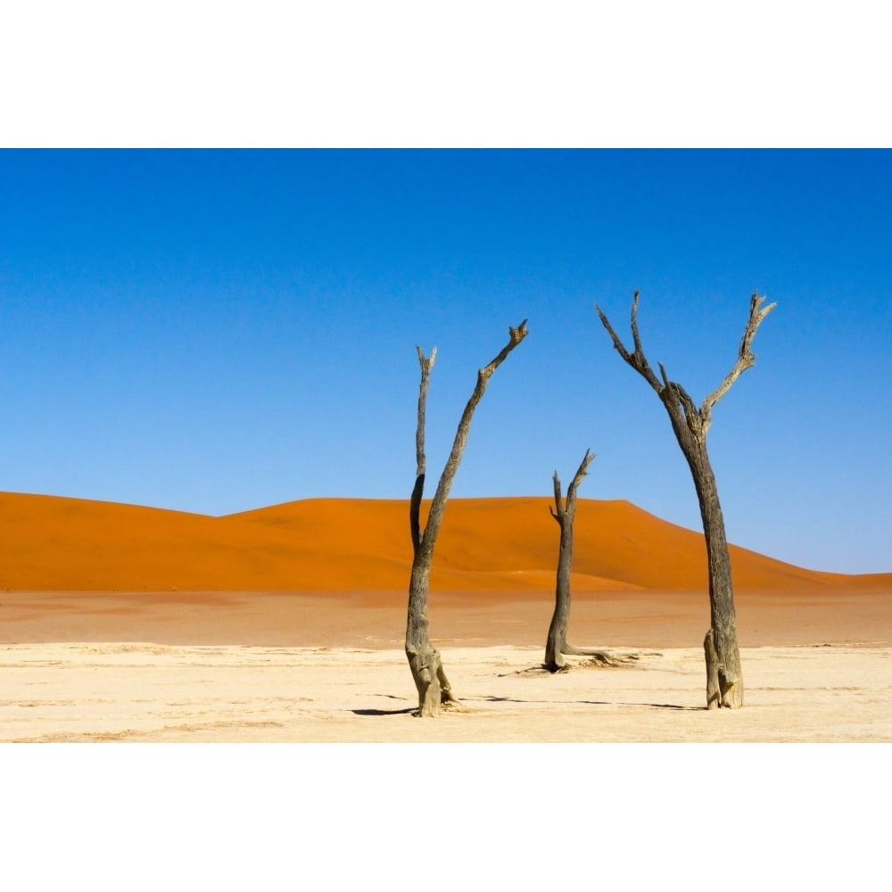 Dead Acacia trees in Deadvlei Sossusvlei Namib-Naukluft NP southern ...