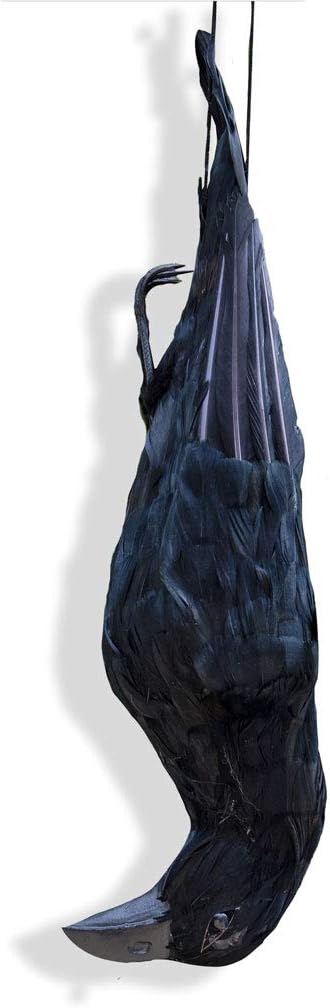 Dead Crow Deterrent Scare Away Crows - Fake Black Crow 17" Long ...