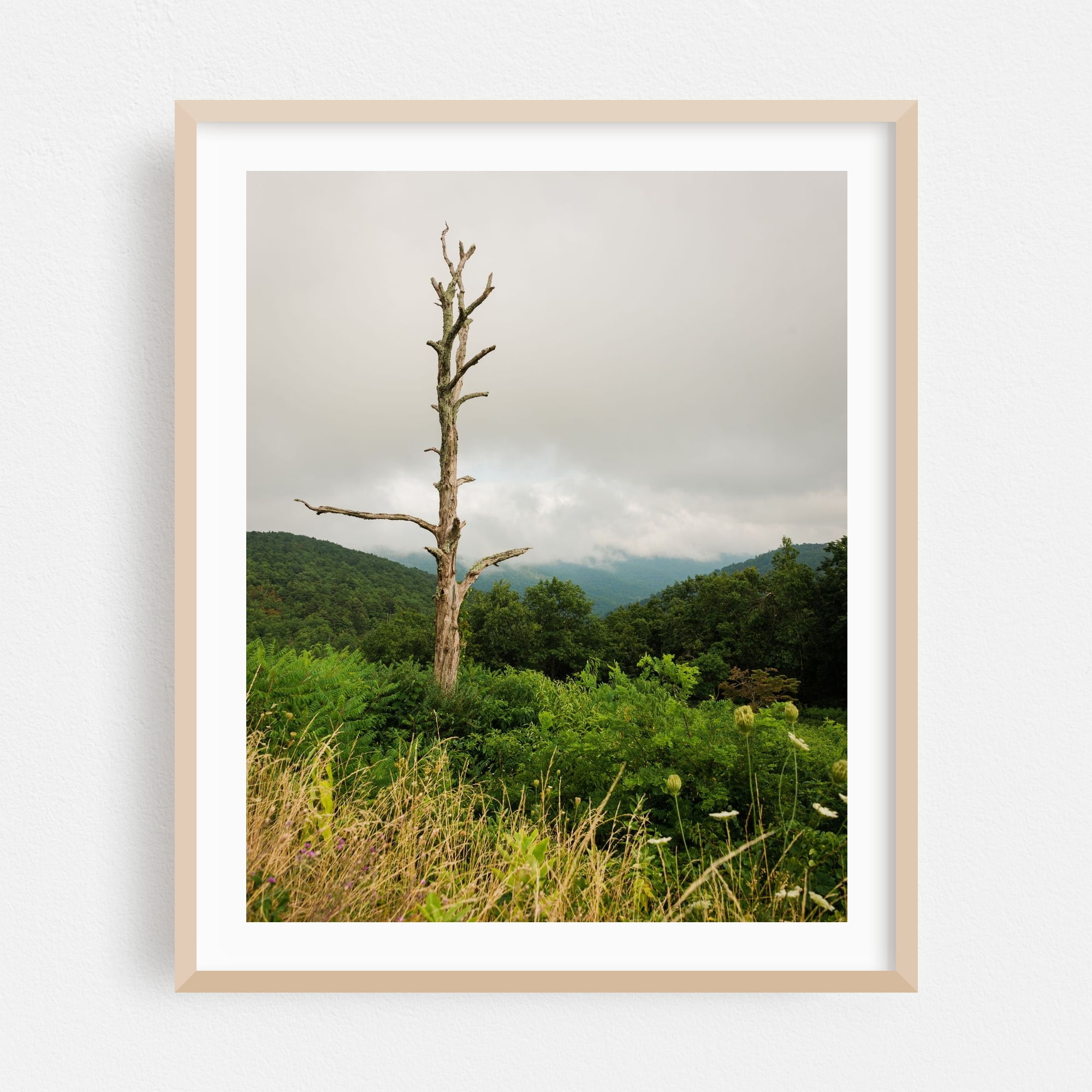 Dead Tree, Skyline Drive - Virginia Photography Nature Forest Landscape ...