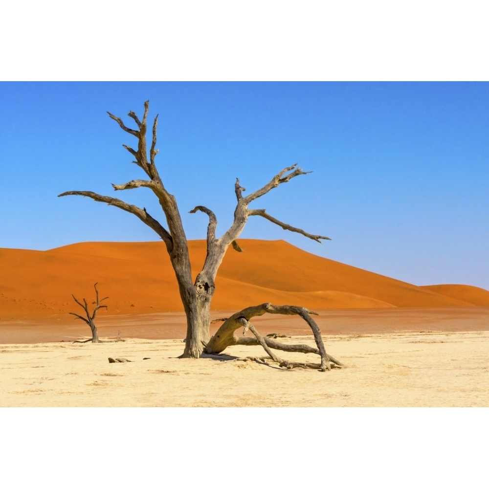 Dead acacia trees in Deadvlei Sossusvlei Namib-Naukluft National Park southern Narim Desert ...
