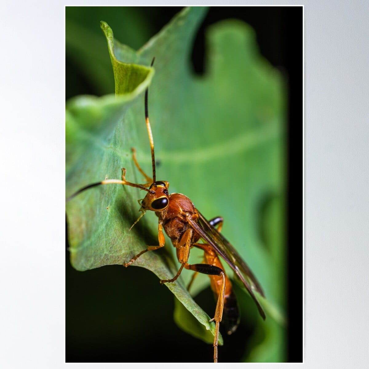Deadly Beauty | The Ichneumon Wasp Poster Wall Art, Modern Wall Decor ...