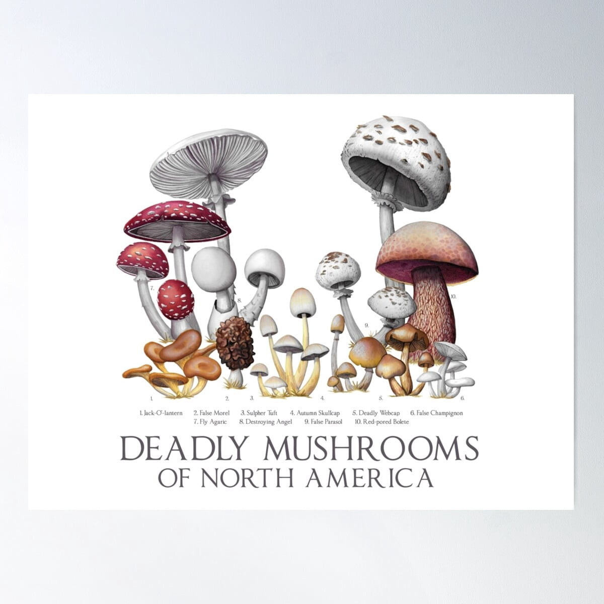 Deadly Mushrooms Of North America Poster Art Home Decor Vintage Gift ...