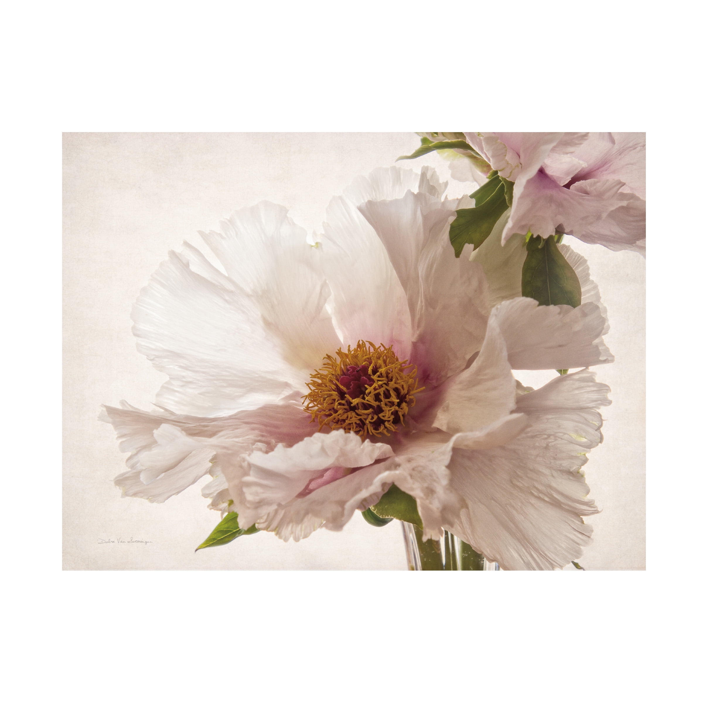 Debra Van Swearingen 'Translucent Peony V' Canvas Art - Walmart.com