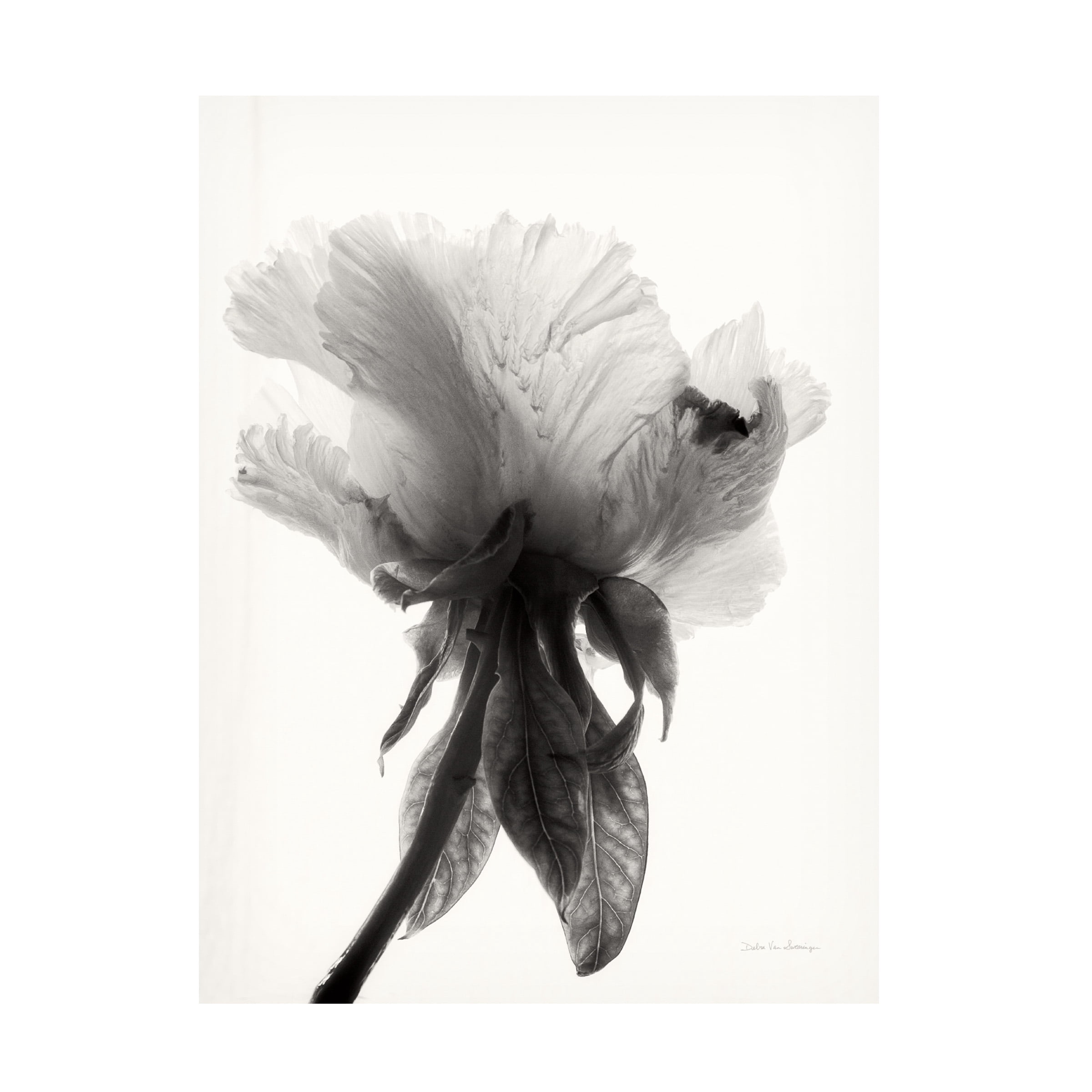 Debra Van Swearingen 'Translucent Peony VIIBW' Canvas Art - Walmart.com
